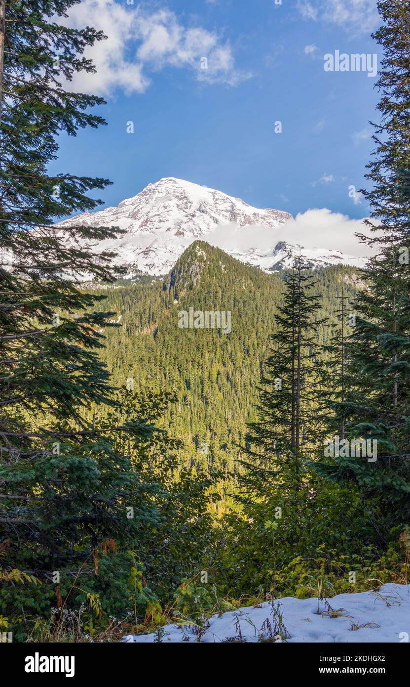 Forest Landscape at Mount Rainier National Park, Washington Stock Photo ...