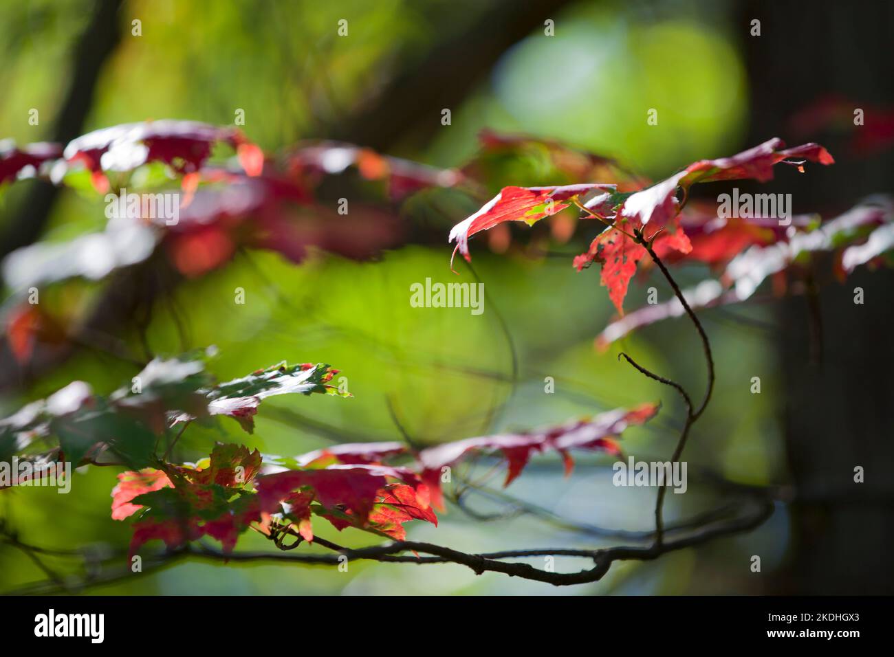 Bright and colorful red maple leaves in the fall season. Acer rubrum. Autumn colors of red maple ...