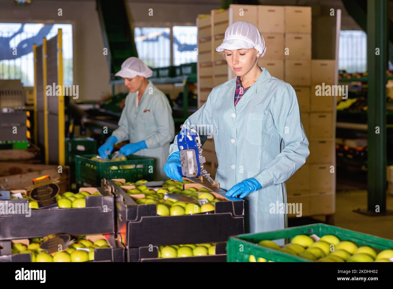 Female employee of fruit warehouse in uniform labeling fresh ripe ...