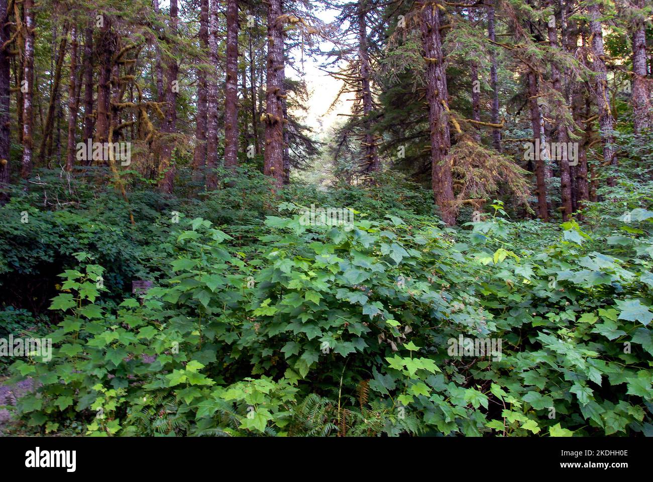 A Coastal Temperate Rainforest in Southern Oregon Stock Photo - Alamy