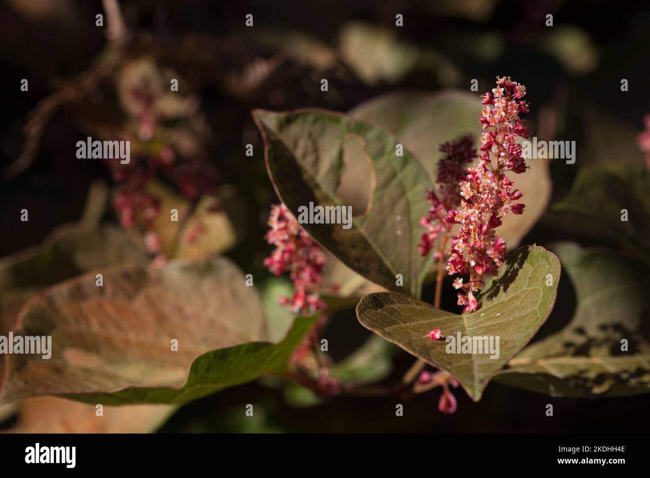 Autumn pink wild flowers on large green leaves shrub in the woods ...