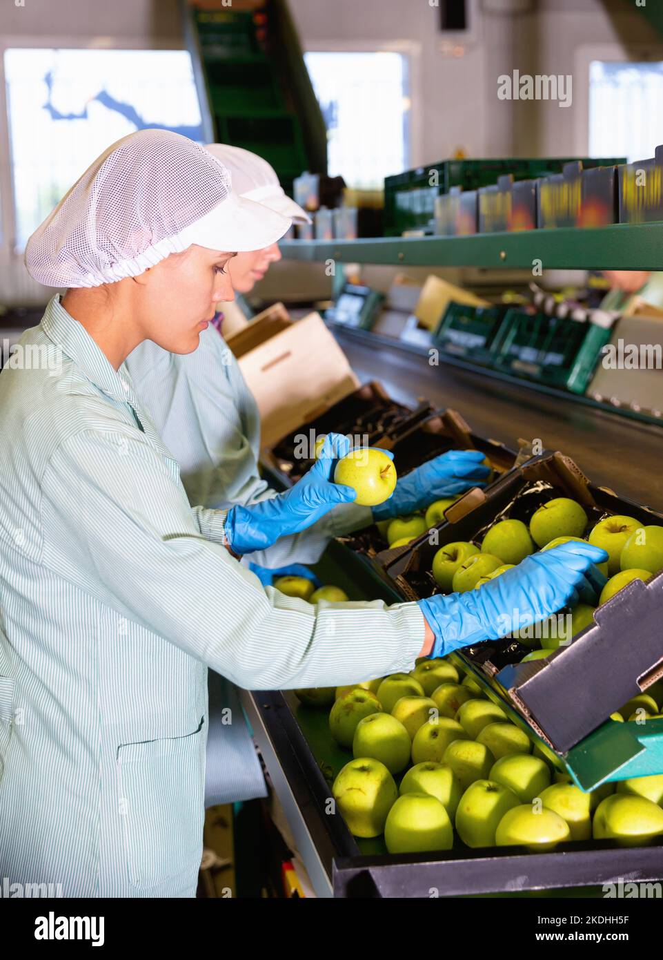 Focused women working on fruit sorting line at warehouse, checking ...