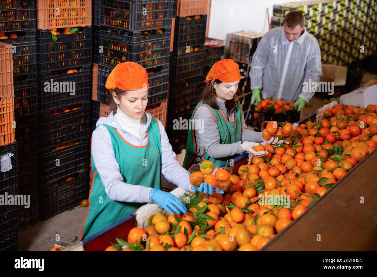Group of male and female warehouse workers sorting ripe mandarins in ...
