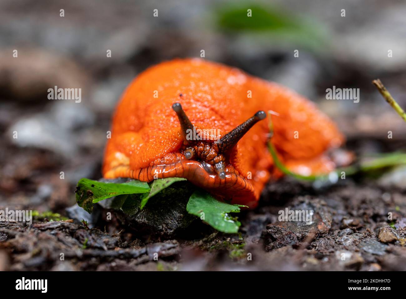 Macro photo of a red slug (Arion rufus) crawling over a forest floor ...
