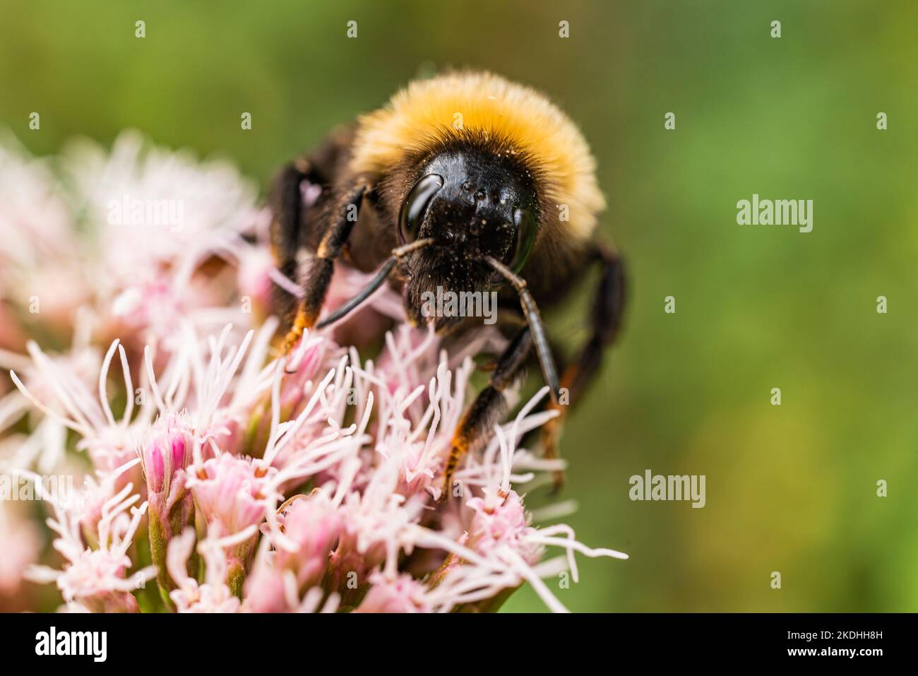 Close-up of a bumblebee collecting pollen from a pink blooming hemp ...
