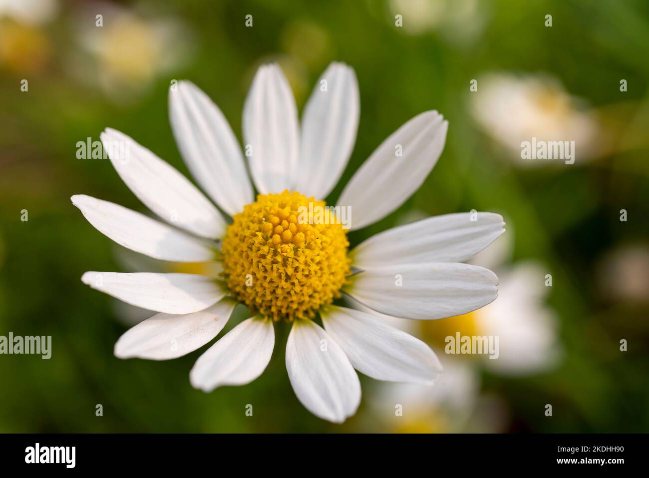 Beautiful macro photo of a chamomile blossom (Matricaria chamomilla) in ...