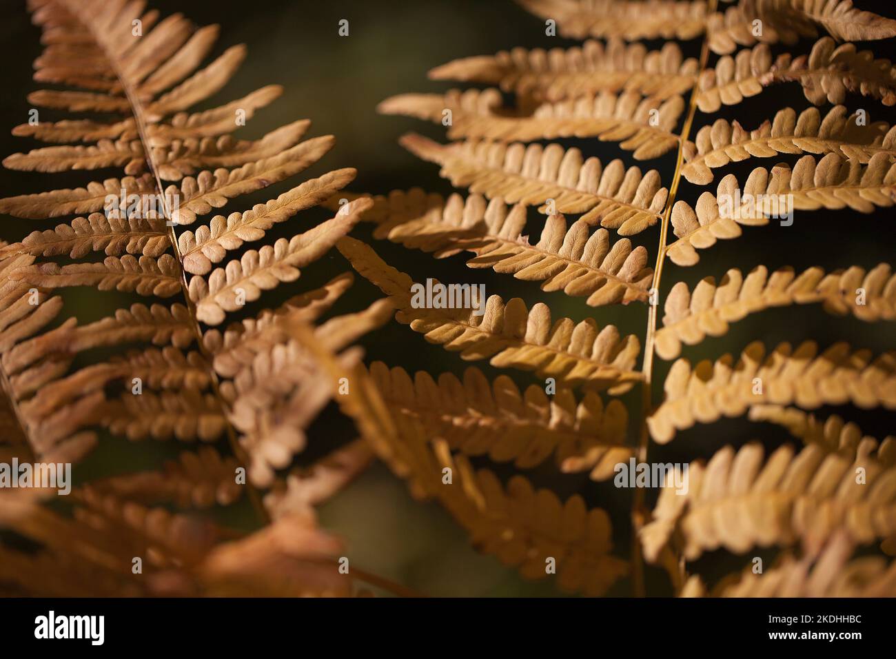Bright yellow brown autumn ferns in the woods isolated on a dark green ...