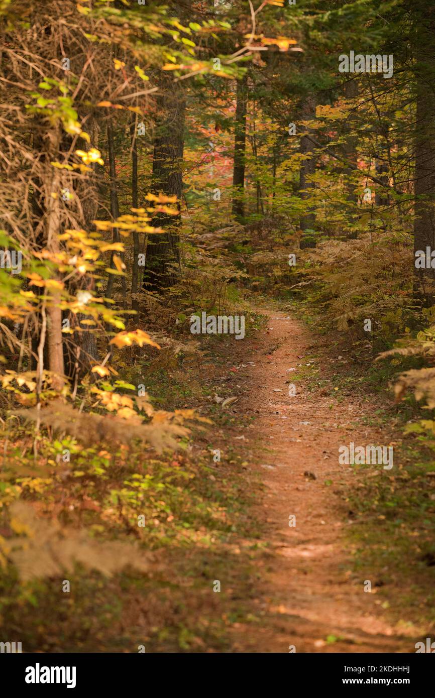 Bright and colorful autumn foliage by the narrow path in the woods ...
