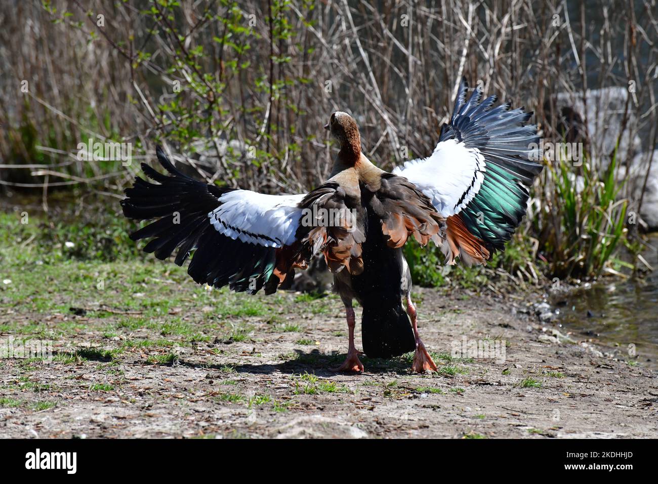 Bunte tiere hi-res stock photography and images - Alamy