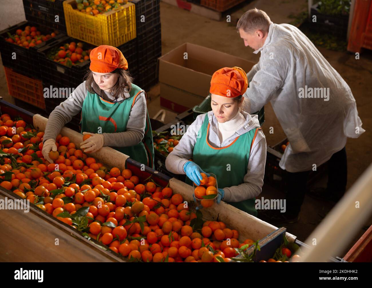 Above view of male and female workers in colored uniform sorting fresh ...