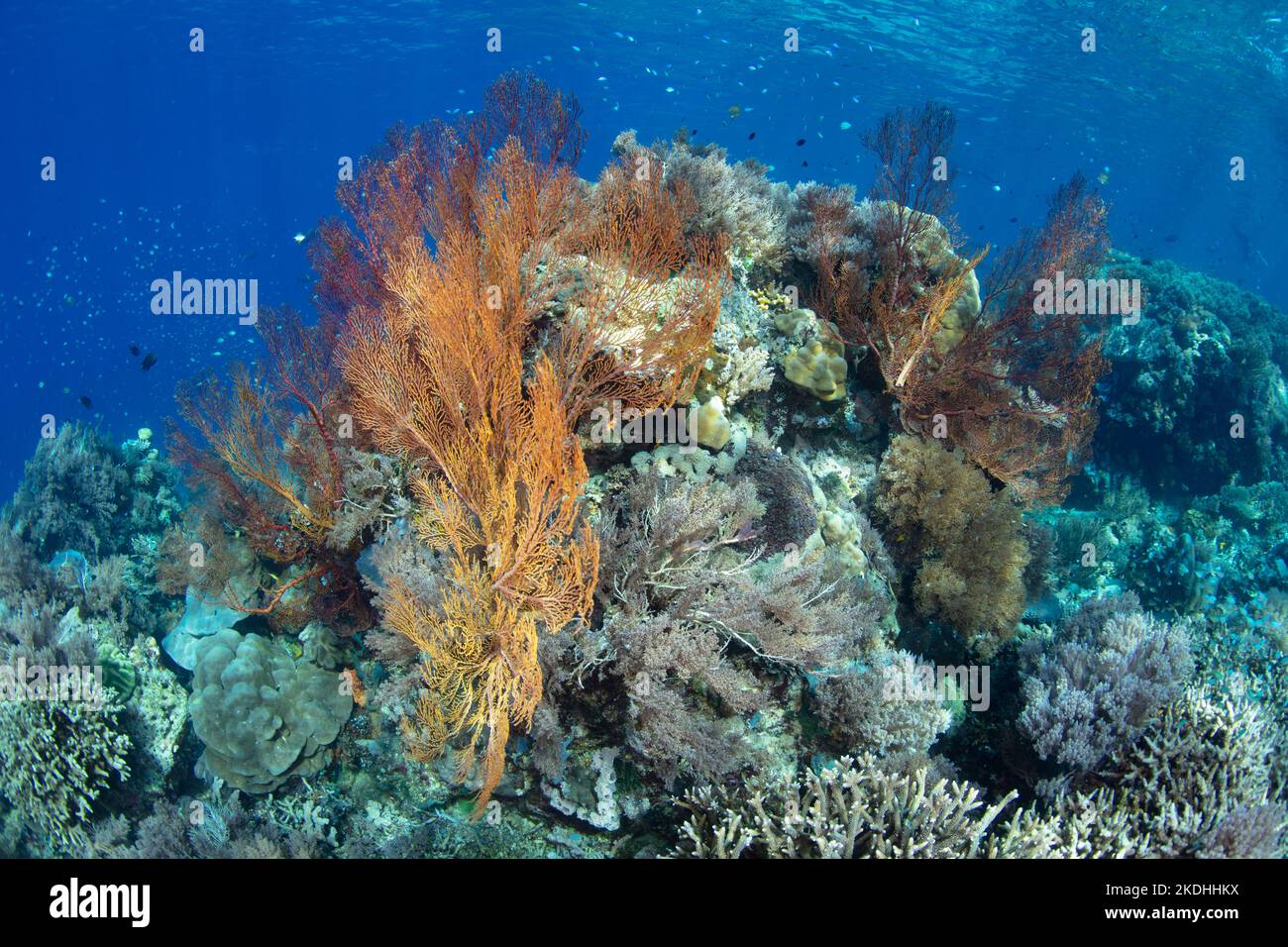 A diverse array of corals compete for space on a shallow, healthy reef ...