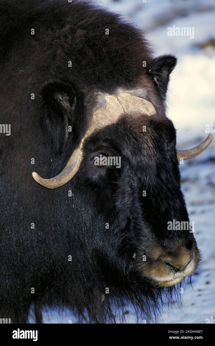 Musk Oxen portrait Stock Photo - Alamy