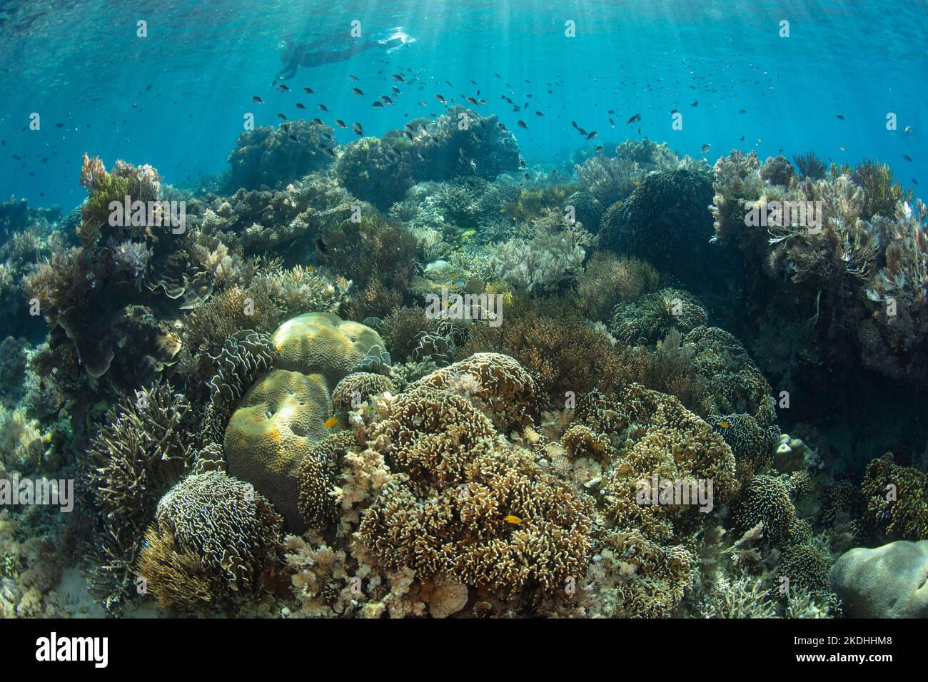 An array of reef-building corals compete for space on a shallow ...