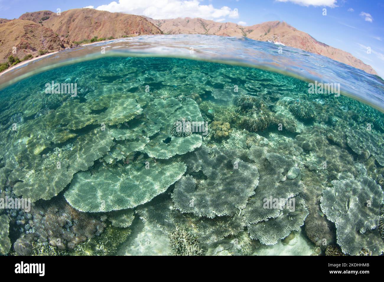 An array of reef-building corals compete for space on a shallow ...