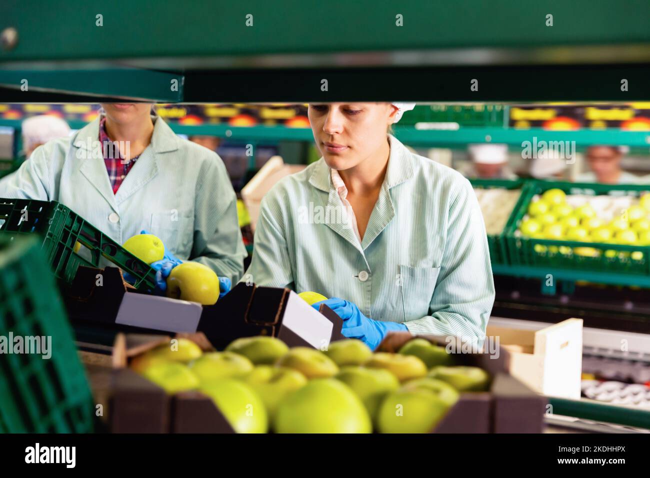 Focused women working on fruit sorting line at warehouse, checking ...