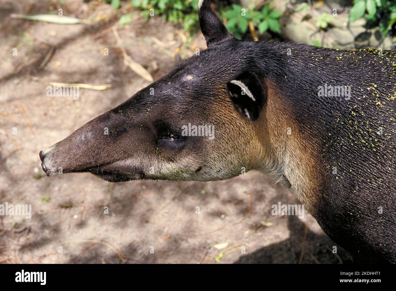 A South American Tapir, Tapirus terrestris Stock Photo - Alamy