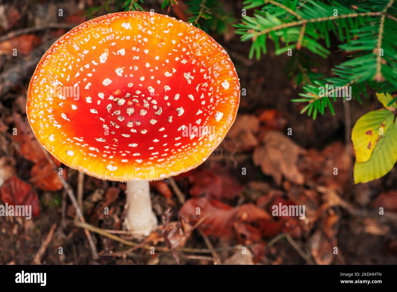 Fly agaric Amanita muscaria mushroom in the forest, closeup. Top view ...
