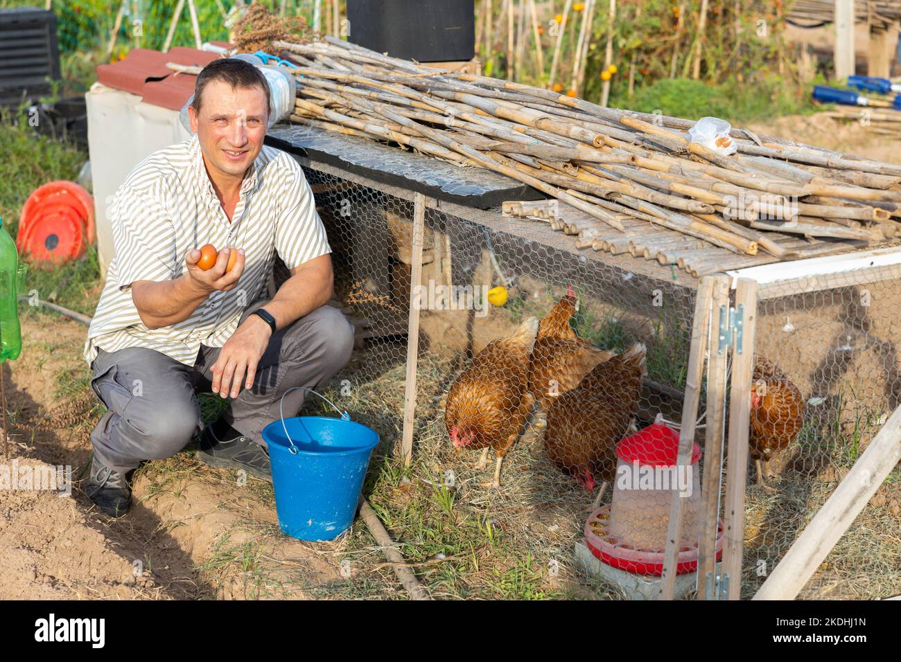 Adult man collecting chicken eggs in poultry house on smallholding ...