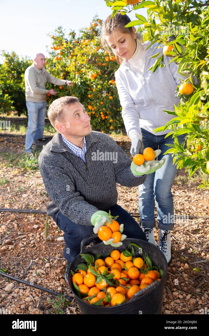 Positive workers picking mandarins in boxes on farm Stock Photo - Alamy