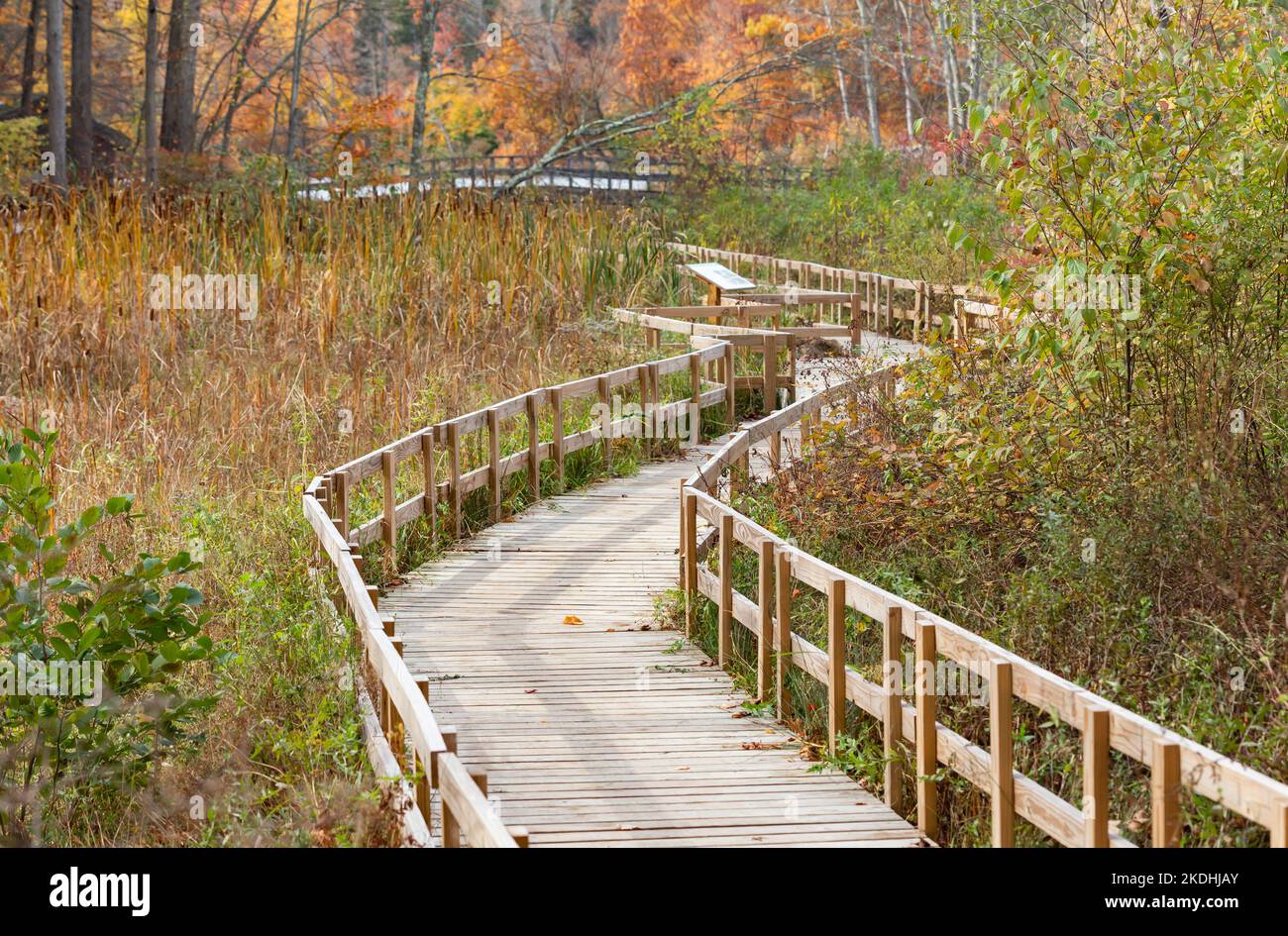 Boardwalk over marshland on the trail at Teatown Lake Reservation in ...