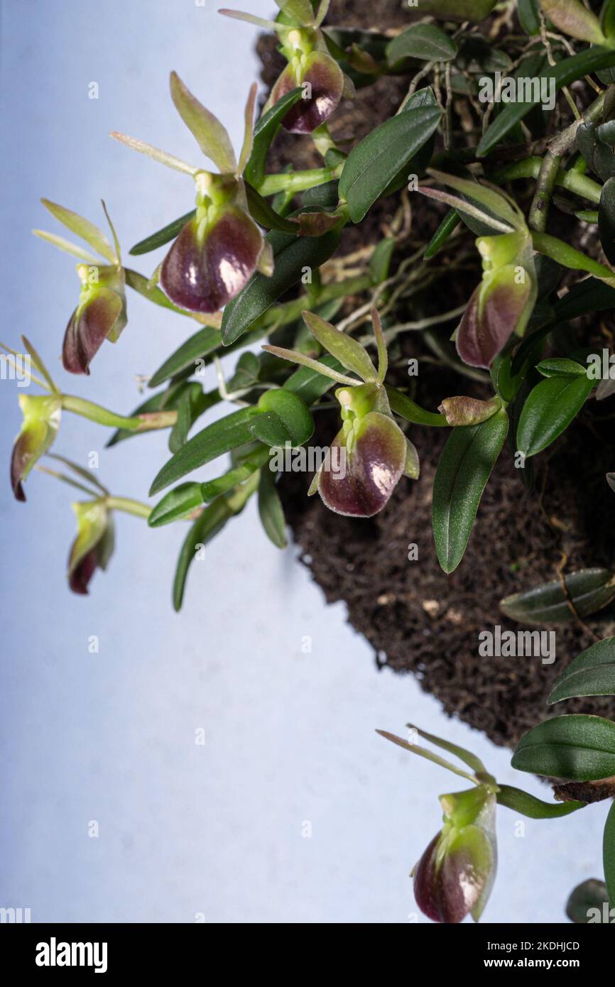 Epidendrum porpax blooms on a tree fern slab against a blue wall in a ...