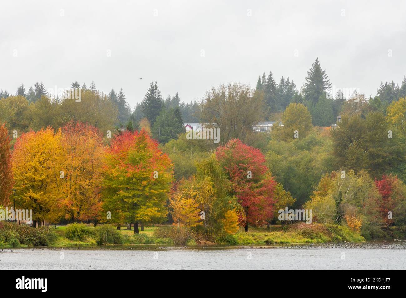 Scenic Autumn Landscape in Marathon Park along Capitol Lake in Olympia ...