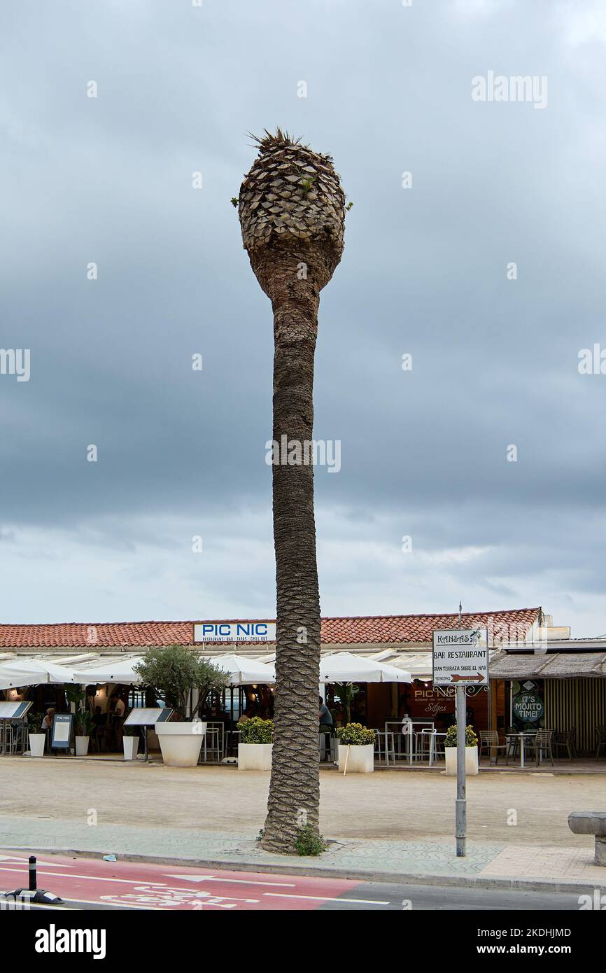 Mechanical Sanitation or Therapeutic Pruning of Palm Trees Stock Photo ...