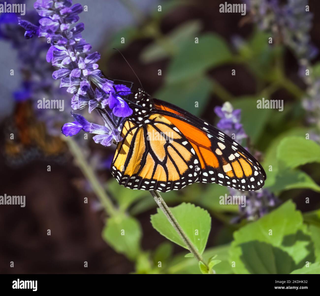 Monarch butterfly closeup hi-res stock photography and images - Alamy