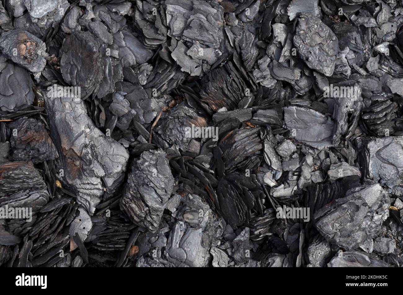Burnt pine bark after a fire. Can be used as black abstract background ...