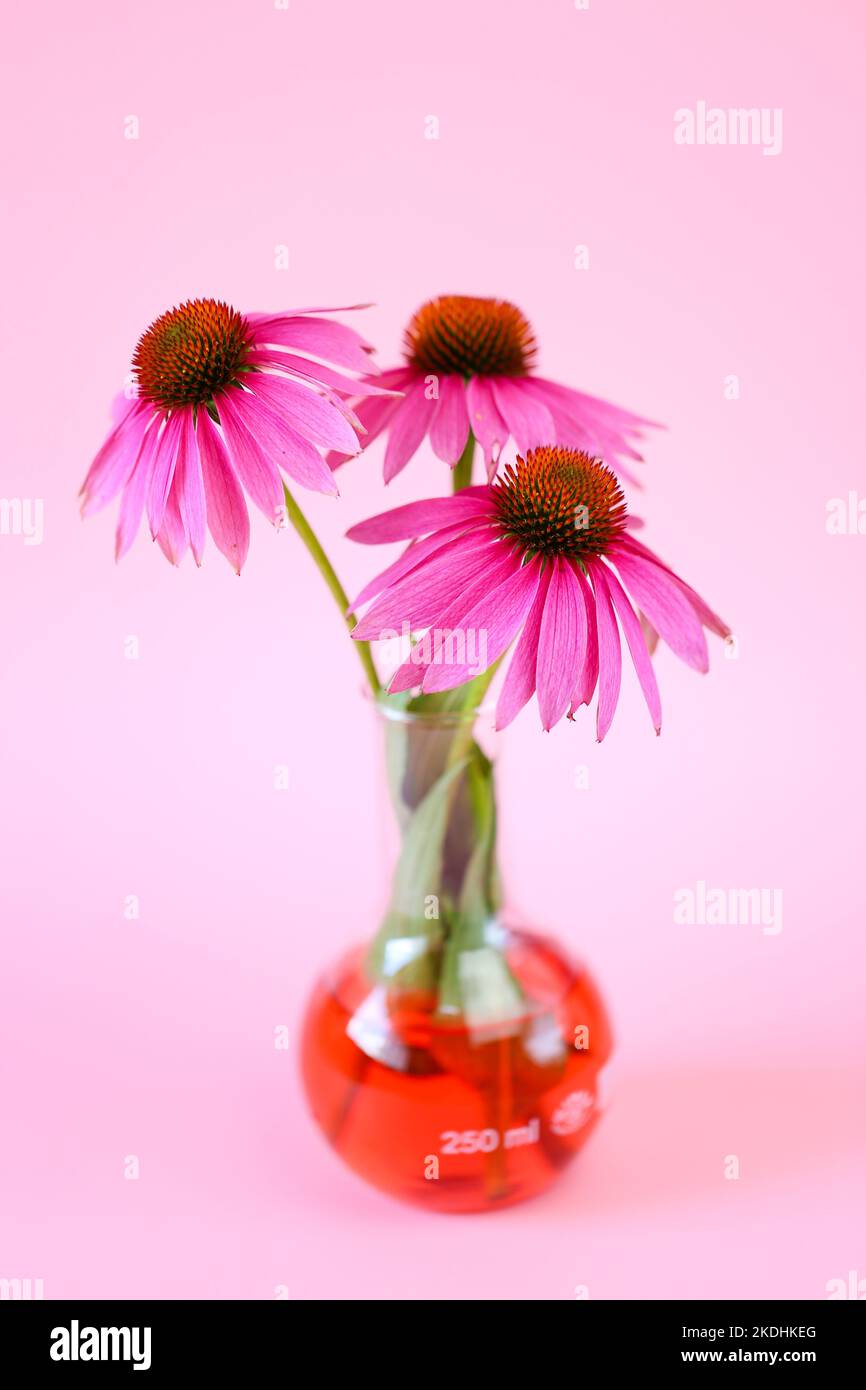 echinacea purpurea flowers in a laboratory flask on a light pink ...