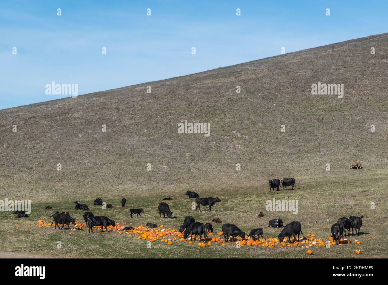 A herd of cattle feed off of leftover pumpkins from Halloween in a ...