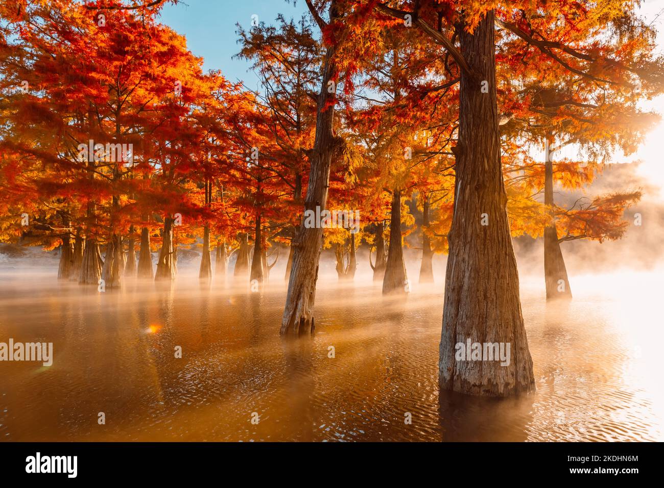 Trees in water with red needles in Florida. Swamp cypresses on lake ...