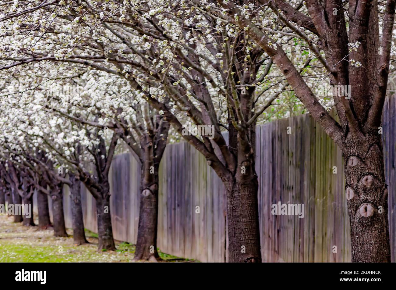 Bradford pear trees (Pyrus calleryana) display showy blossoms, March 10 ...