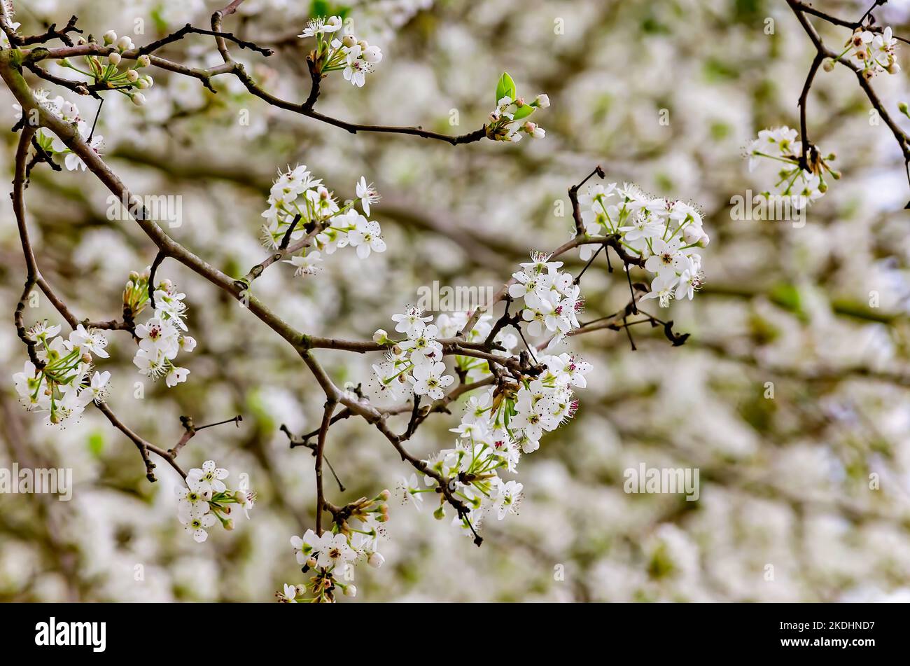 Bradford pear trees (Pyrus calleryana) display showy blossoms, March 10 ...