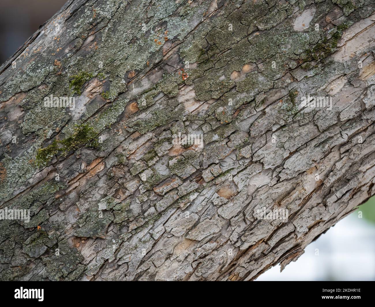 The texture of the bark of an old apple tree. Detailed bark texture ...