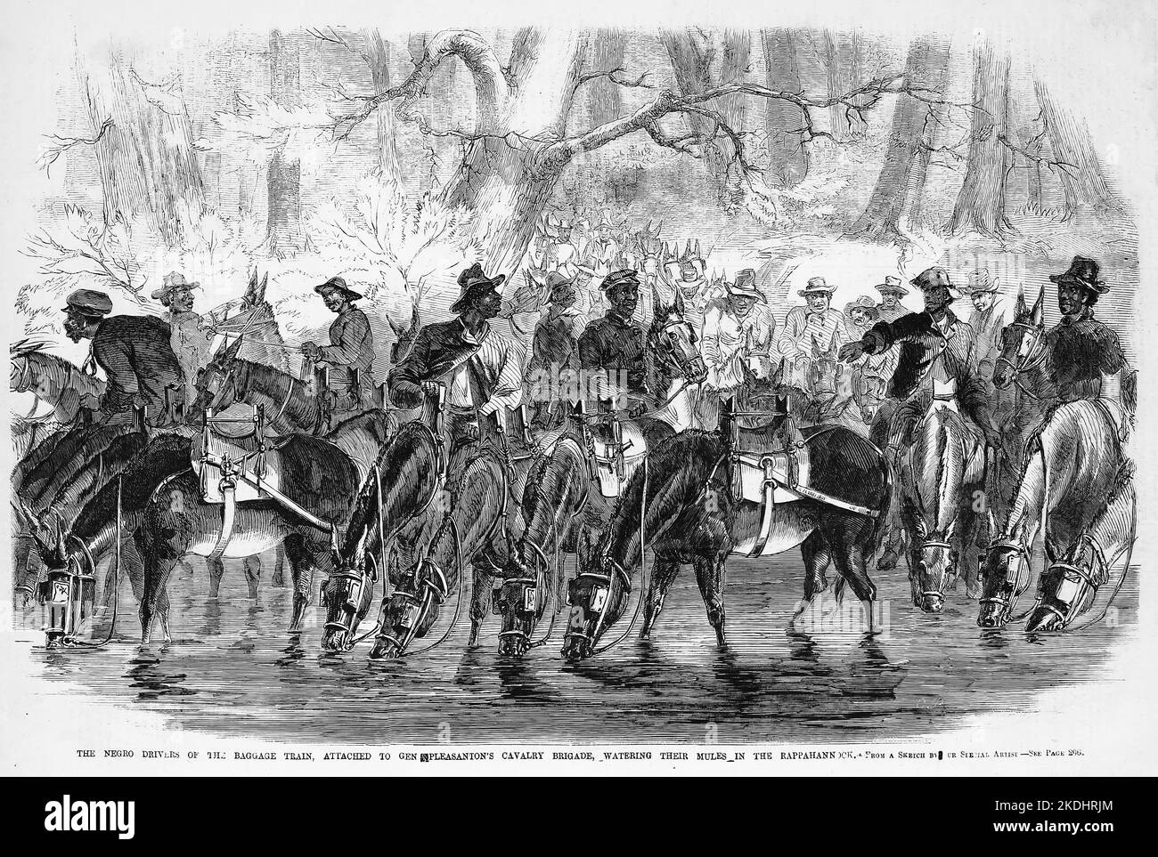 War mules hi-res stock photography and images - Alamy