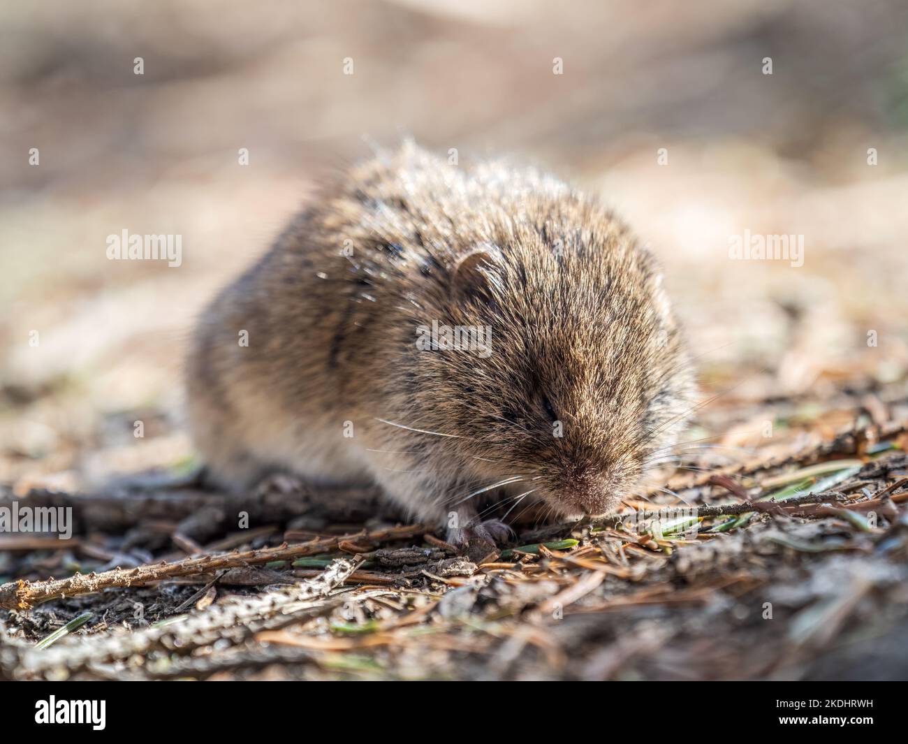 A closeup of a Common vole on the ground with a blurry background ...