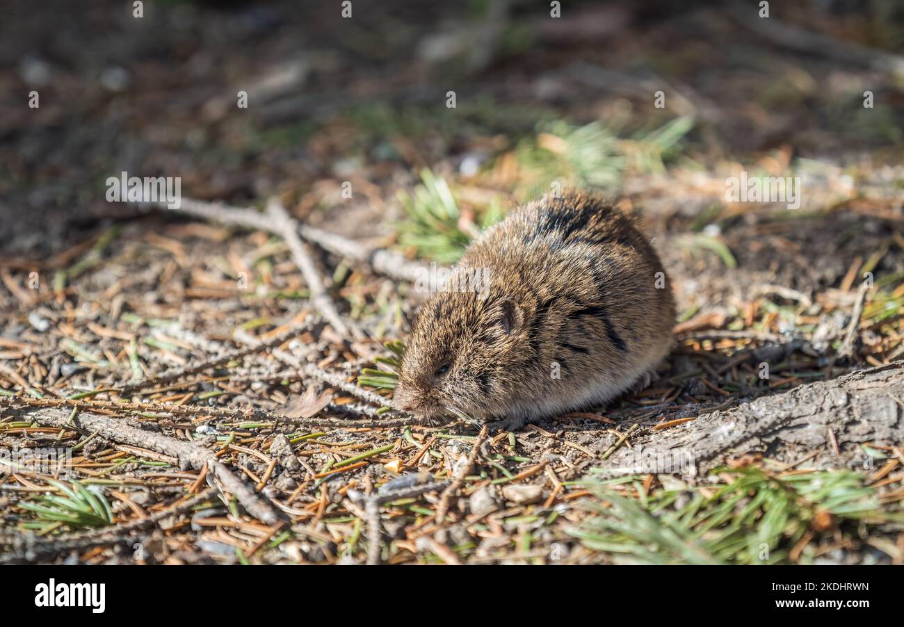 A closeup of a Common vole on the ground with a blurry background ...