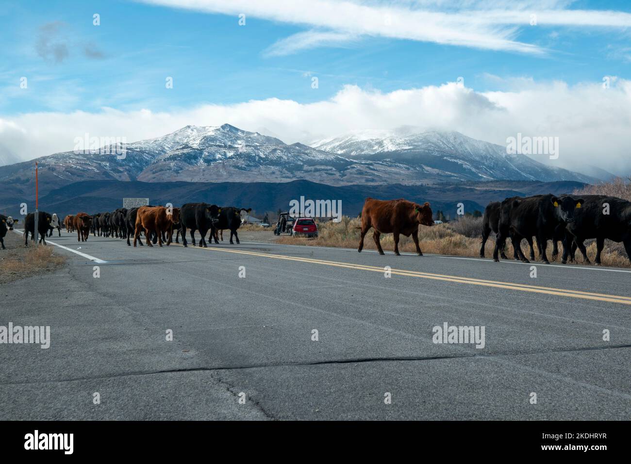 The Hunewill Ranch Cattle Drive happens every year in November out of ...