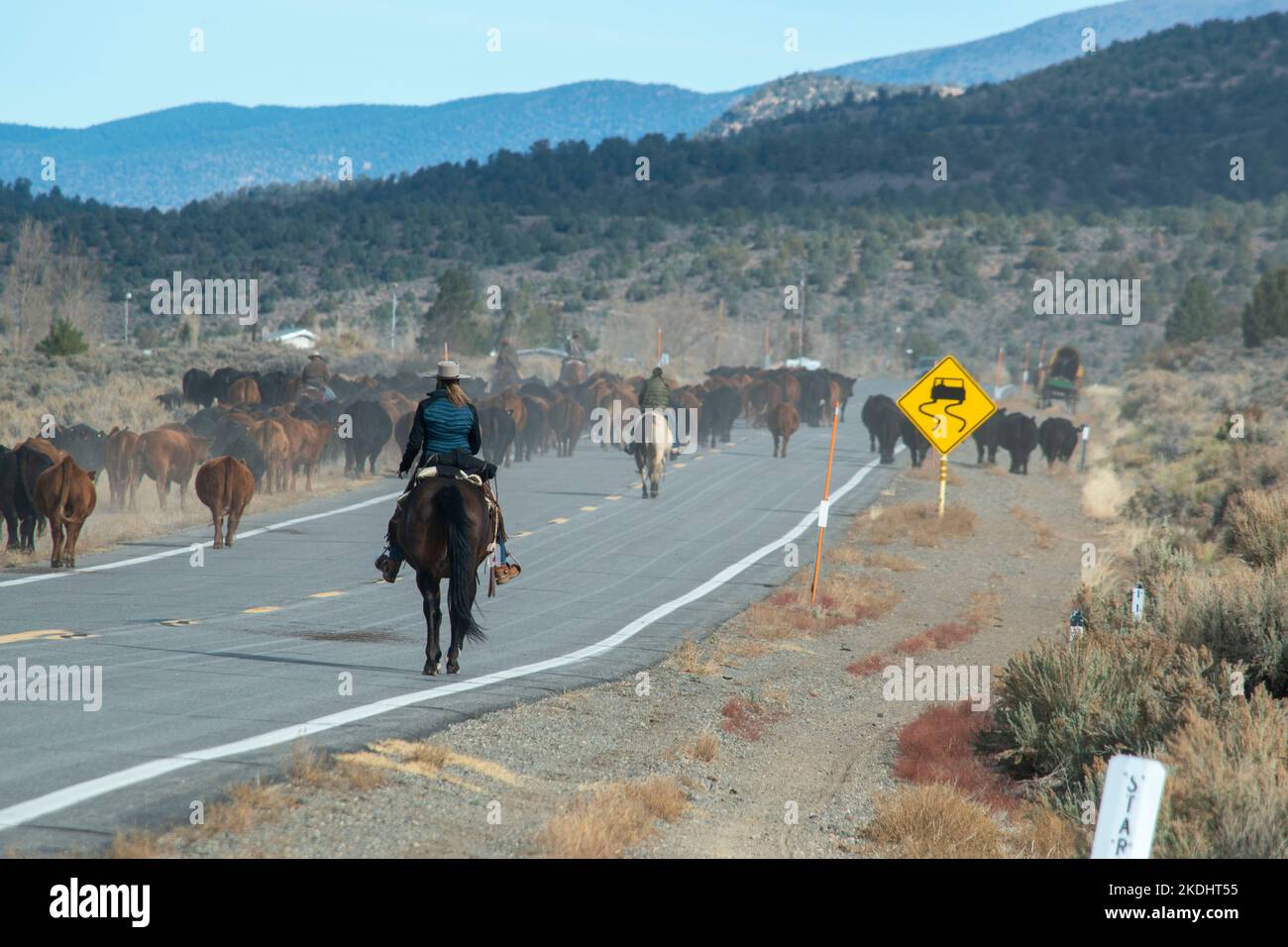 The Hunewill Ranch Cattle Drive happens every year in November out of ...