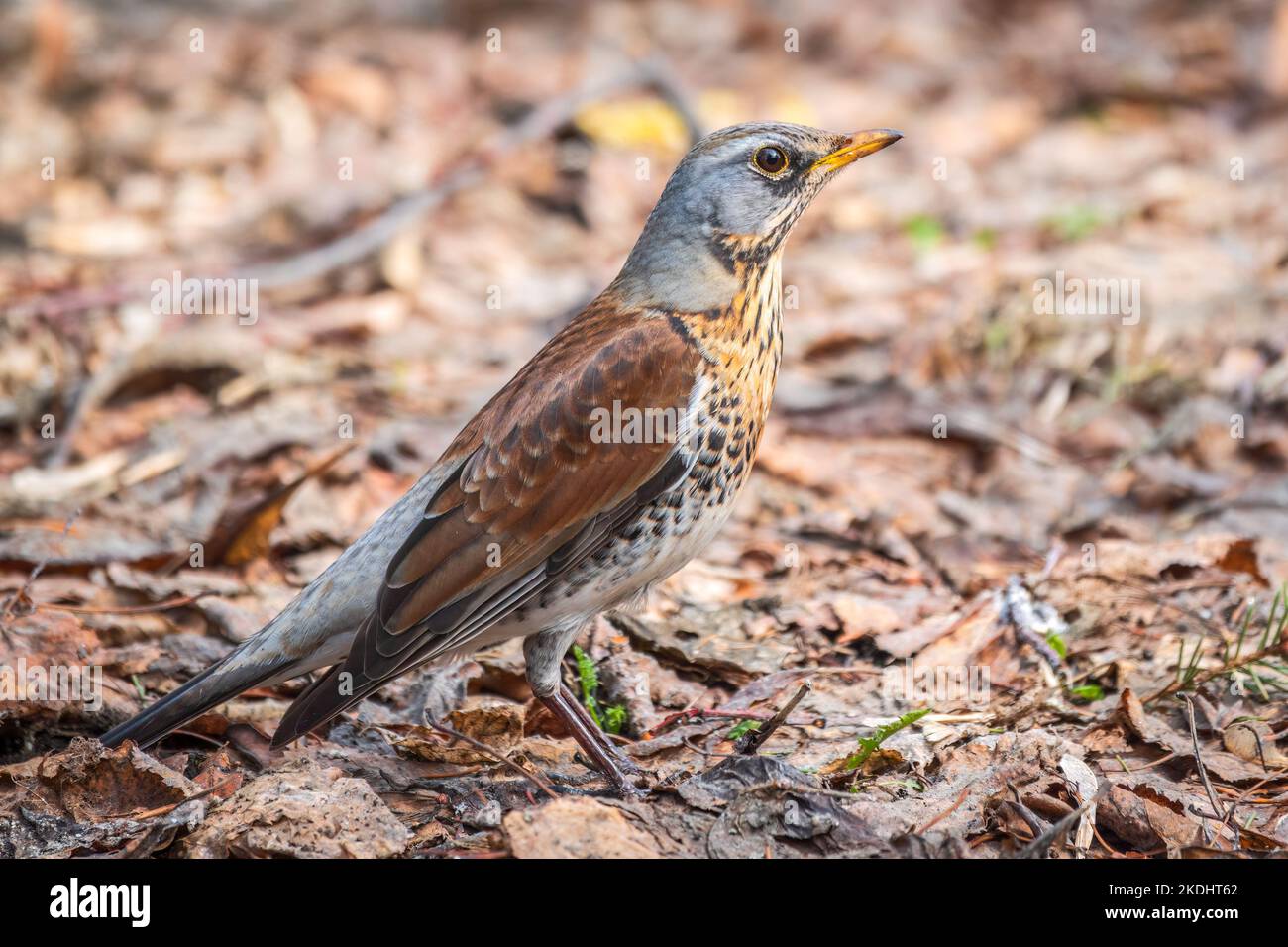 Wood bird Fieldfare on a spring lawn. Fieldfare, Turdus pilaris. Close ...