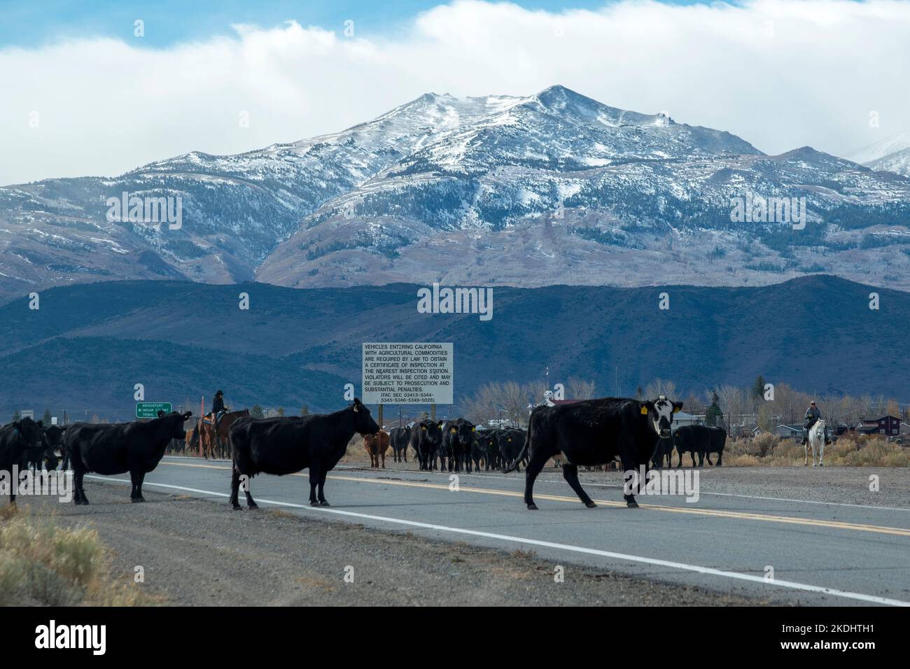 The Hunewill Ranch Cattle Drive happens every year in November out of ...