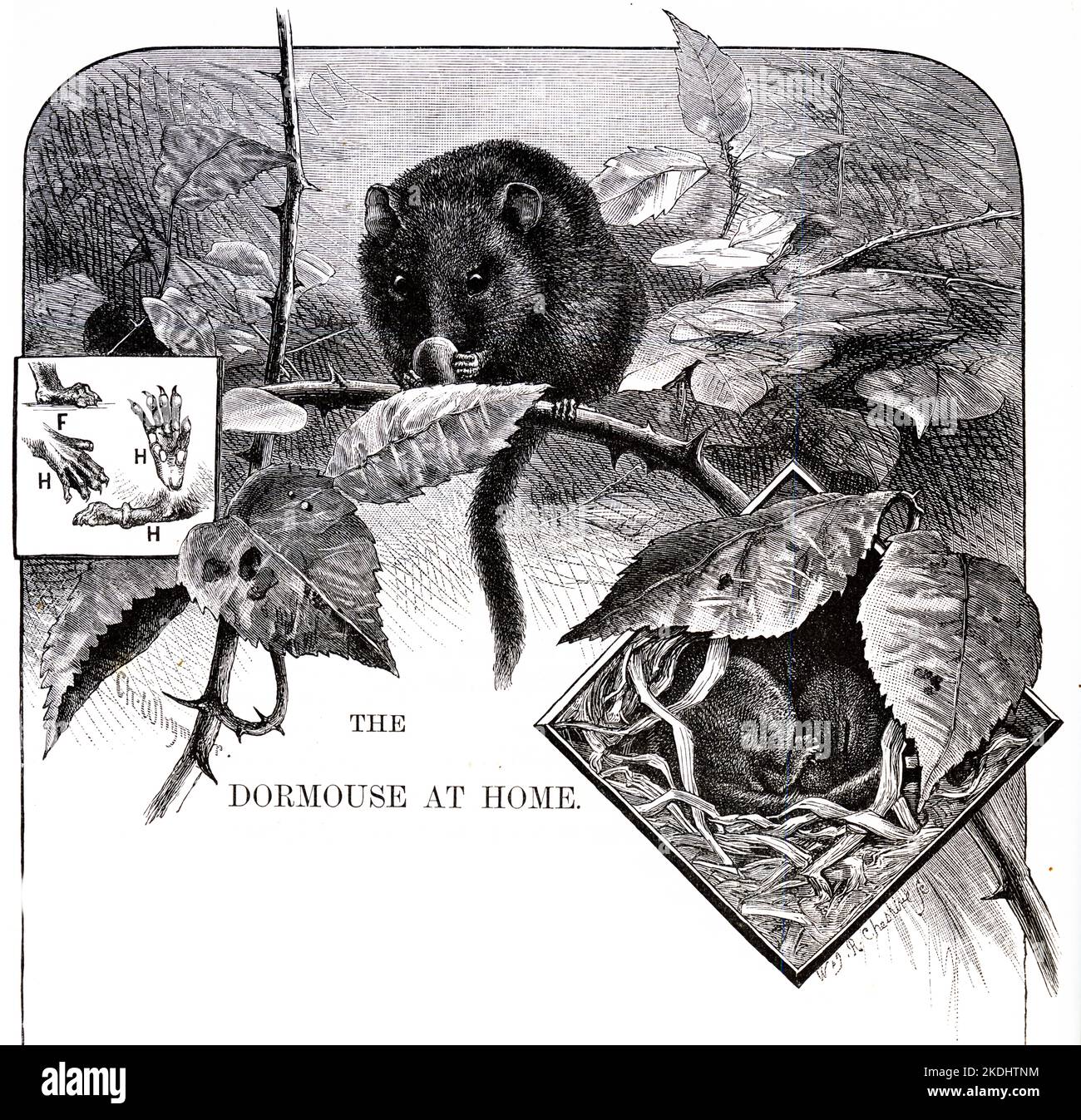 Engraving of an English dormouse, circa 1880 Stock Photo - Alamy