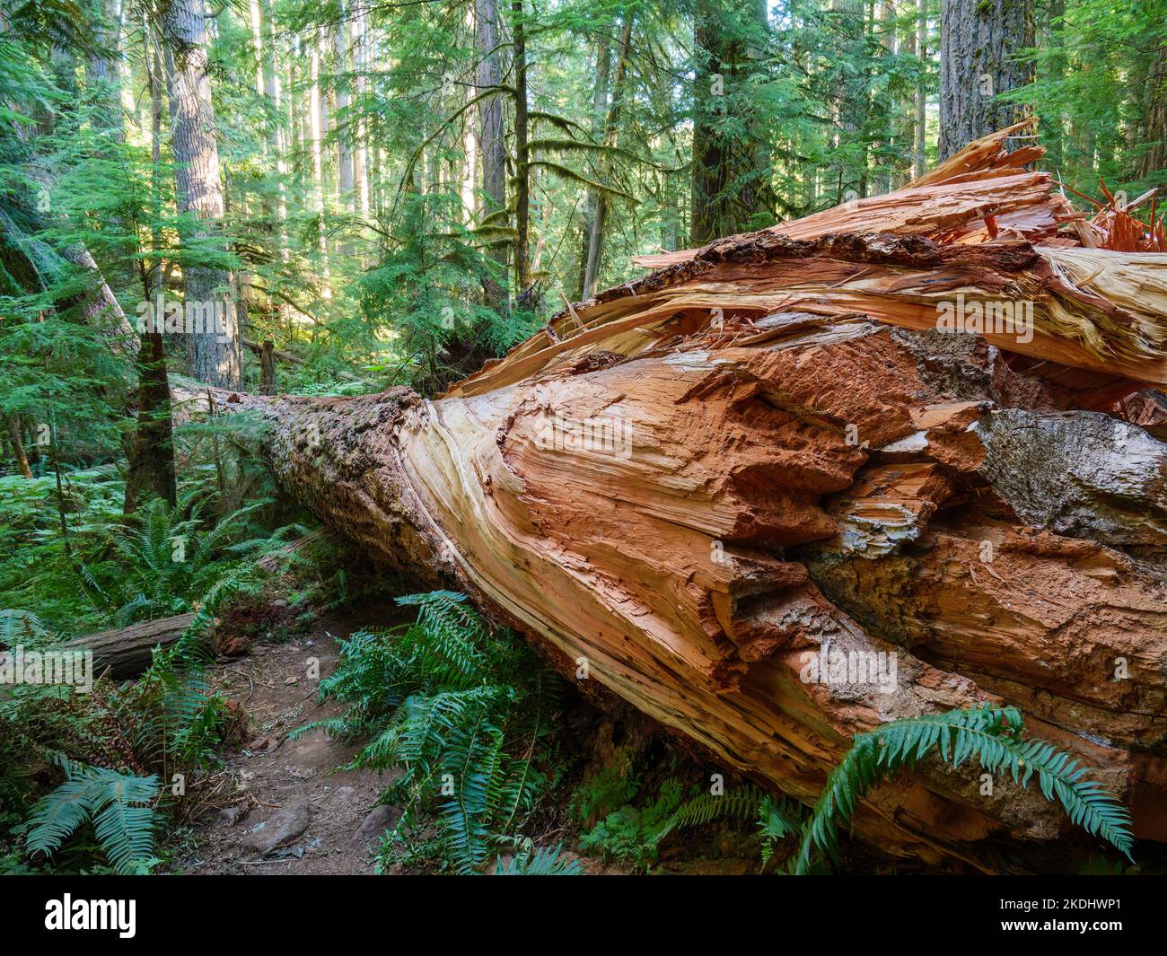 Large Fallen Douglas Fir Tree Heart Of The Forest Trail Olympic