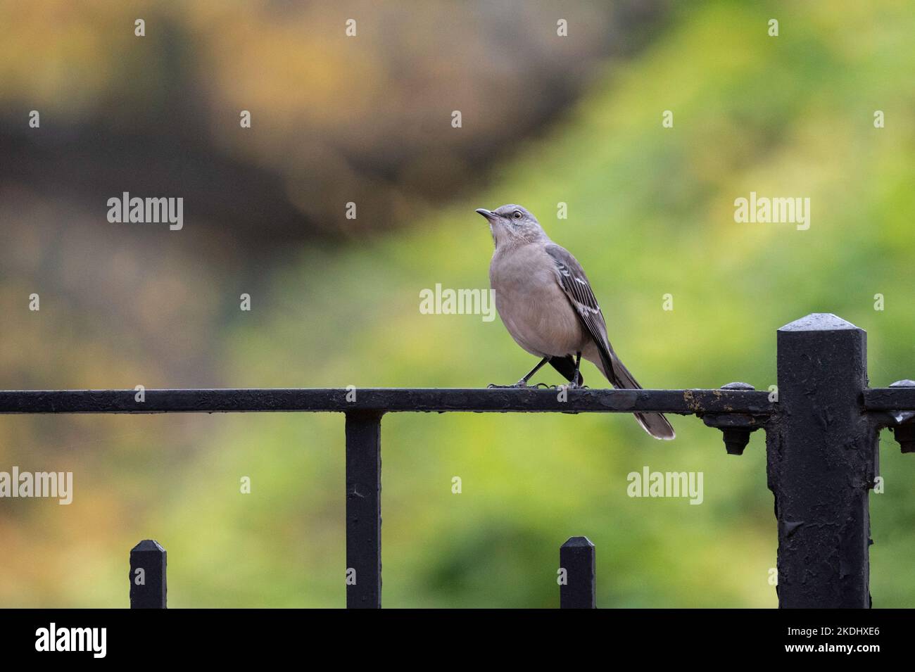 Mockingbird On A Fence