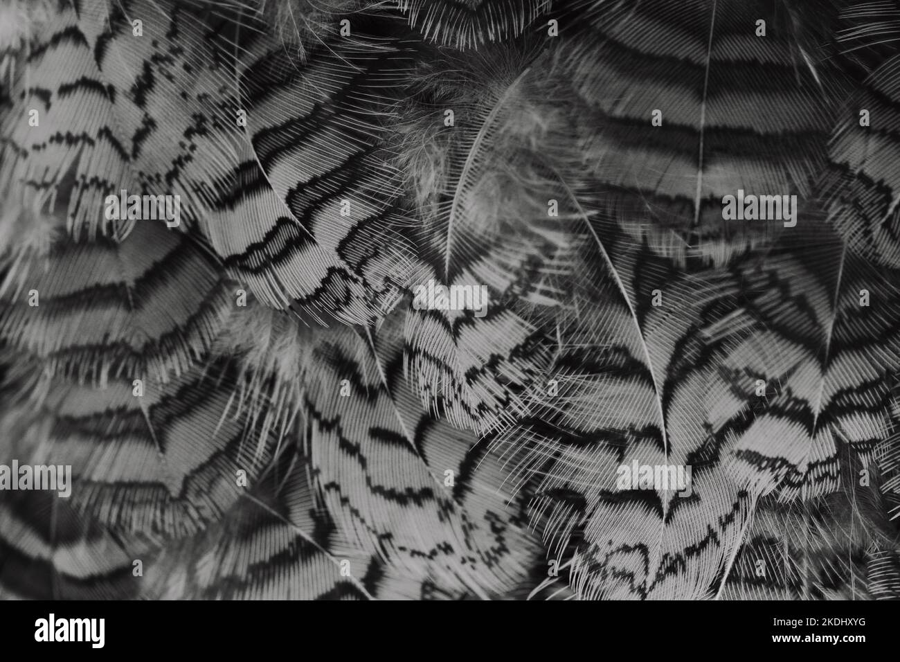 Striped texture black feather hi-res stock photography and images - Alamy