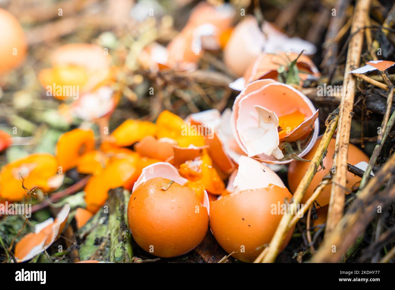 Egg shells and other organic human waste on a compost heap. Secondary ...