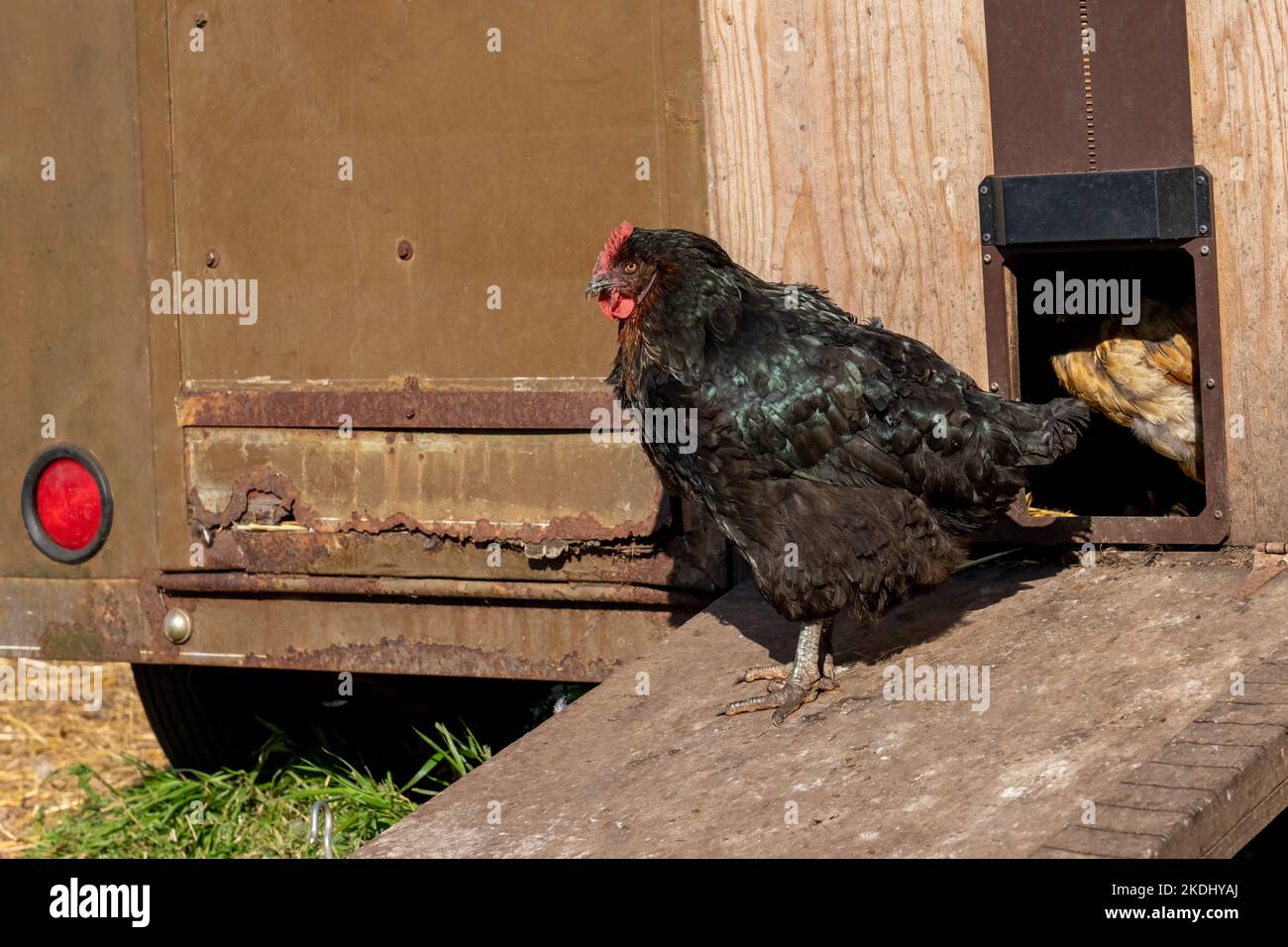 Chimacum, Washington, USA. Black Australorp hen on a ramp leading to a ...