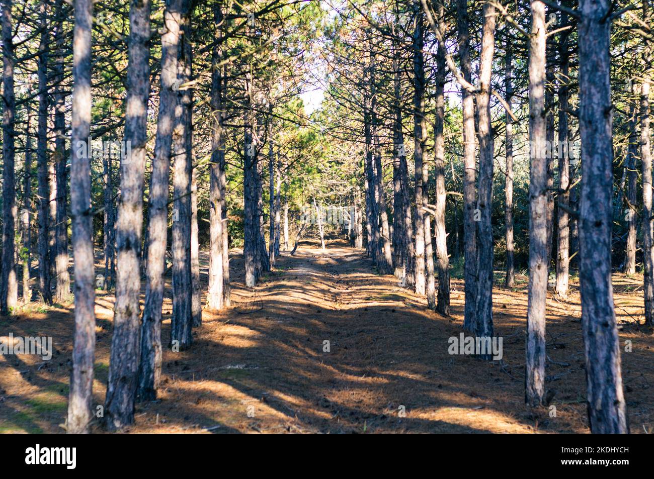 Pine forest, smooth rows of trees. Front view Stock Photo - Alamy