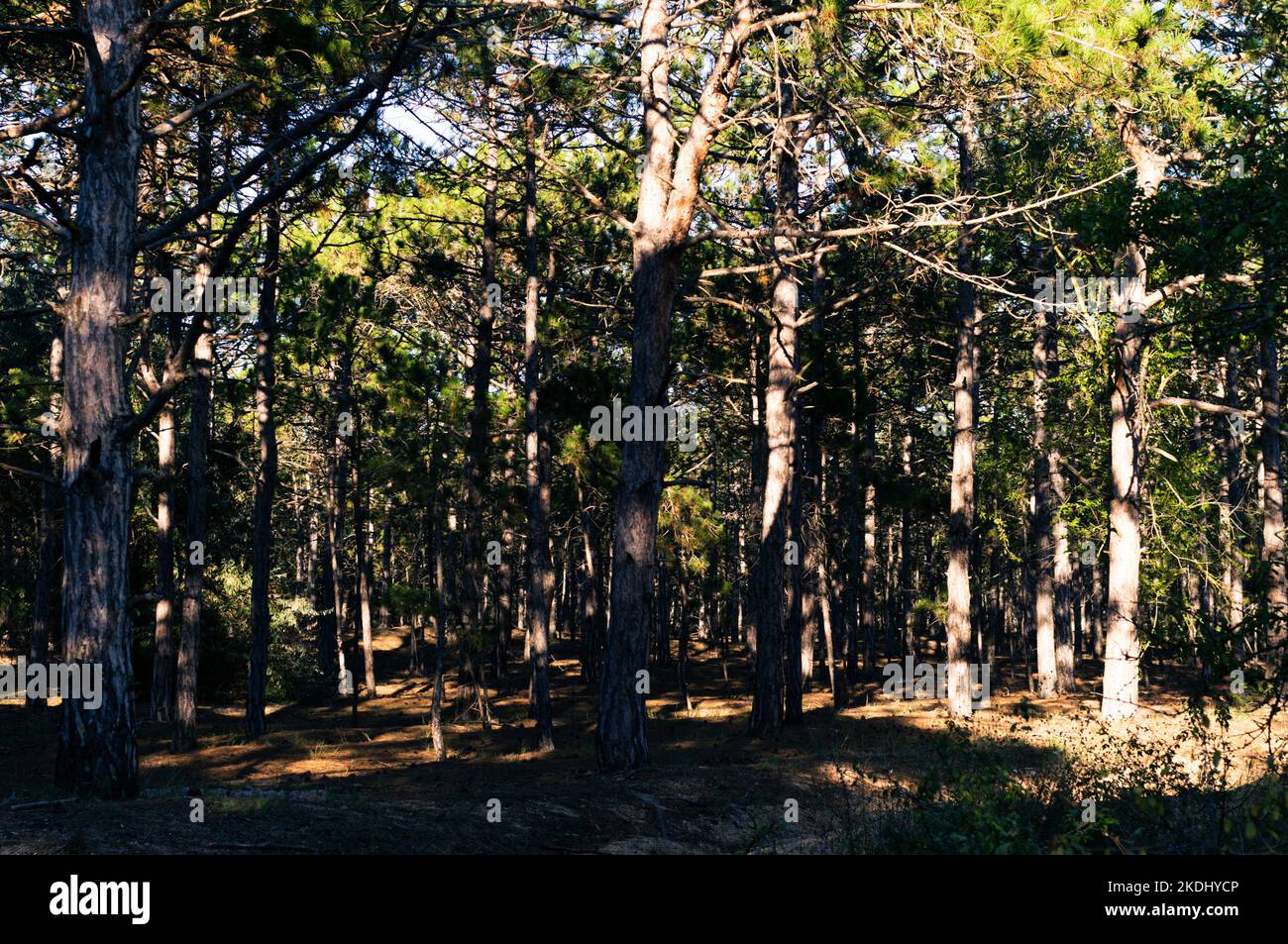Pine forest, smooth rows of trees. Front view Stock Photo - Alamy